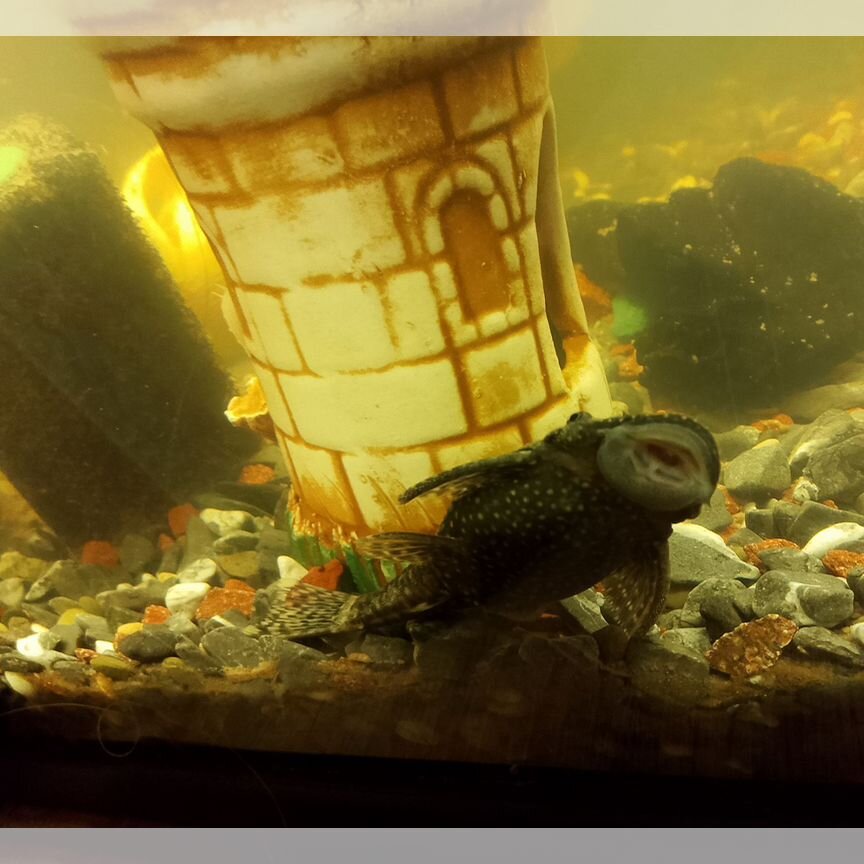 Аквариум с содержимым  3 сома