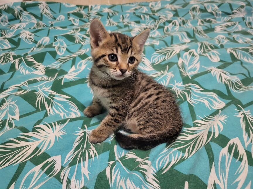 Котята от бенгальской кошки