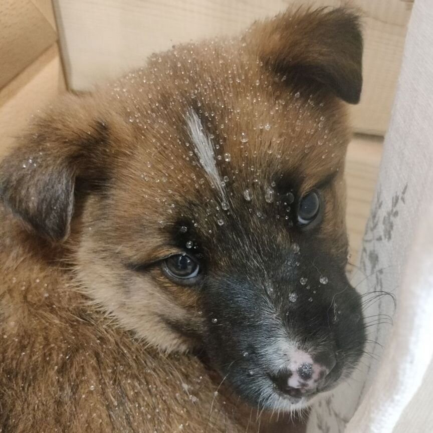 Щенок в добрые руки