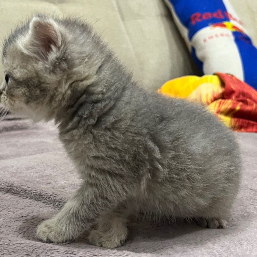 Шотландский прямоухий длинношёрстный котёнок