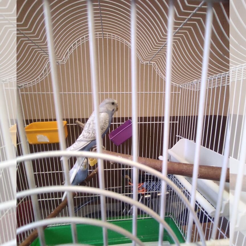 Птенцы волнистый попугай