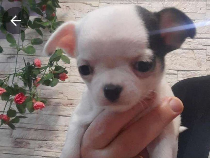 Щенки чихуахуа