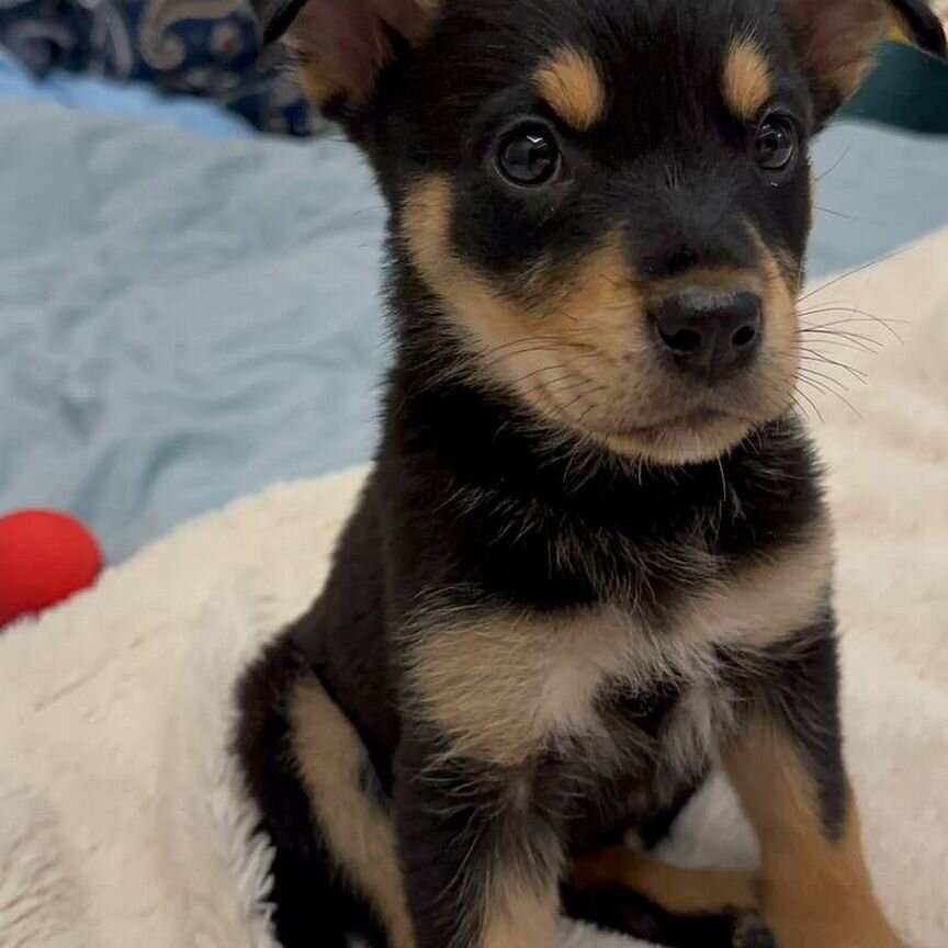 Щенки метисы в добрые руки