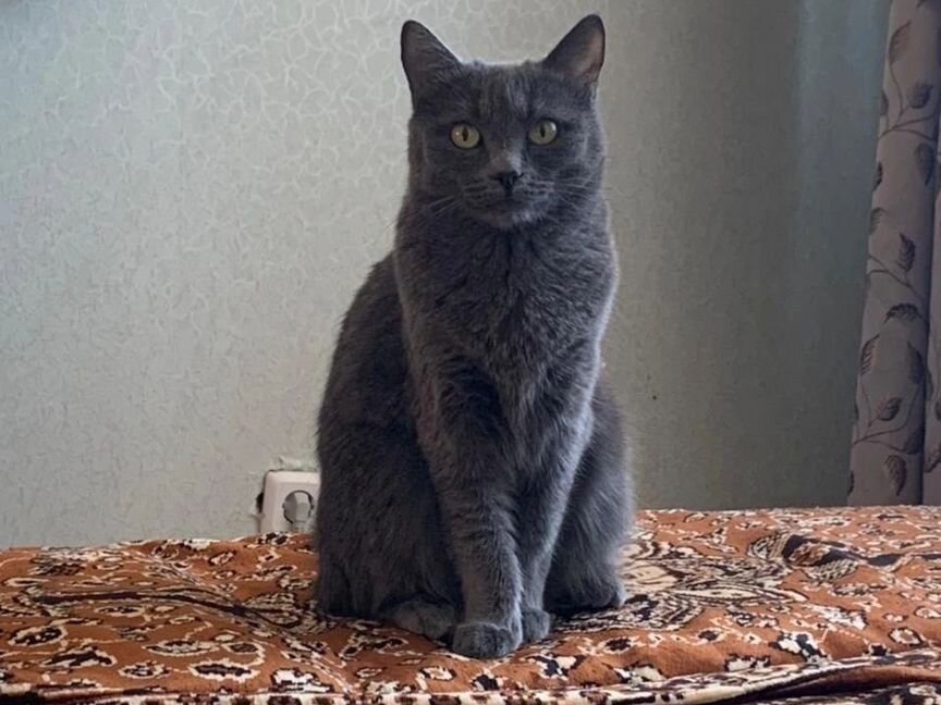 Русская голубая