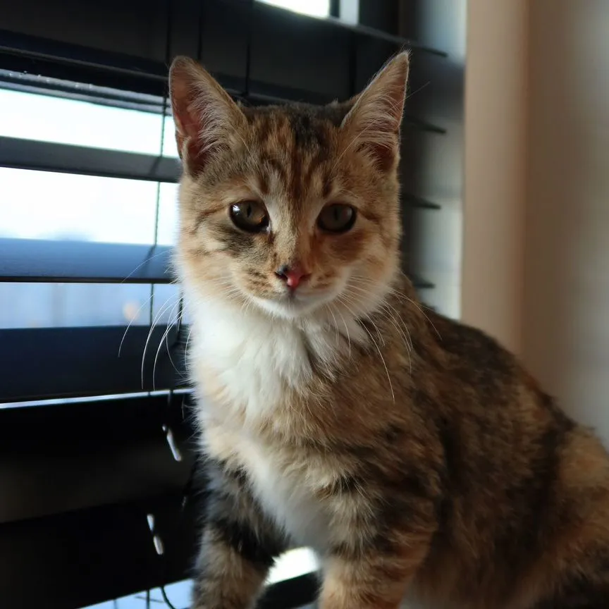 Котенок Тигра в добрые руки