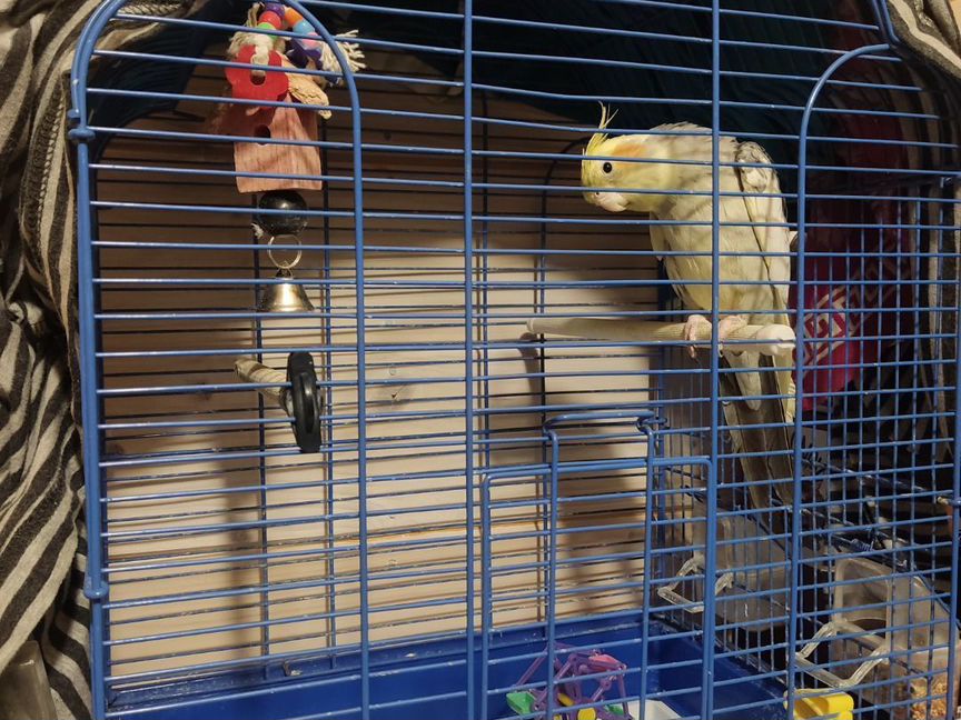 Попугай корелла с клеткой