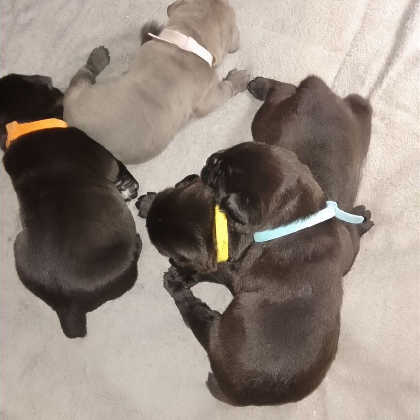 Кане-корсо, щенок