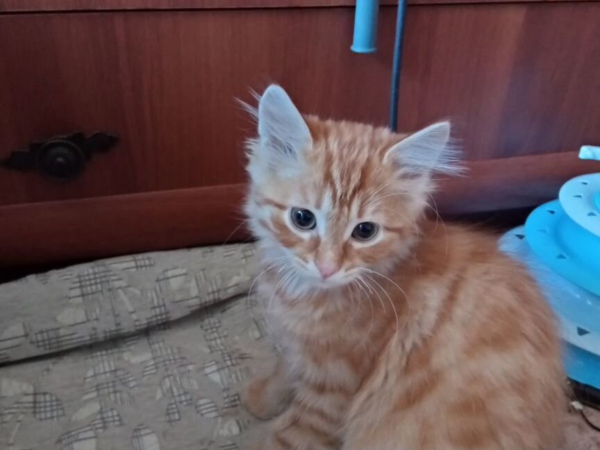 Рыжий котенок мальчик