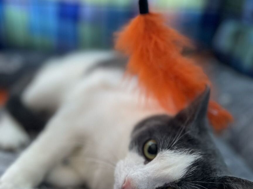 Кошкка Джинджер серая