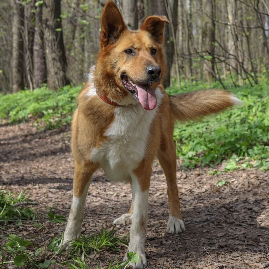 Собака в добрые руки отдам бесплатно