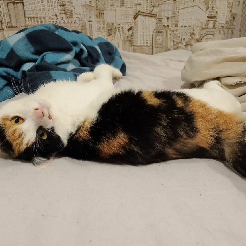 Особенная кошечка