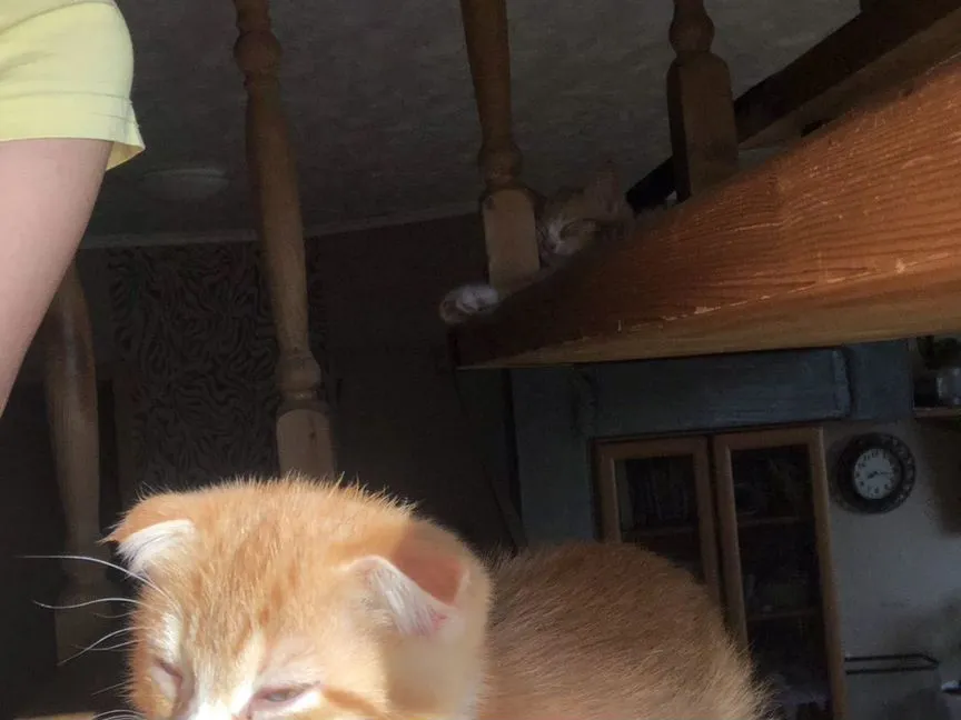 Отдам котят