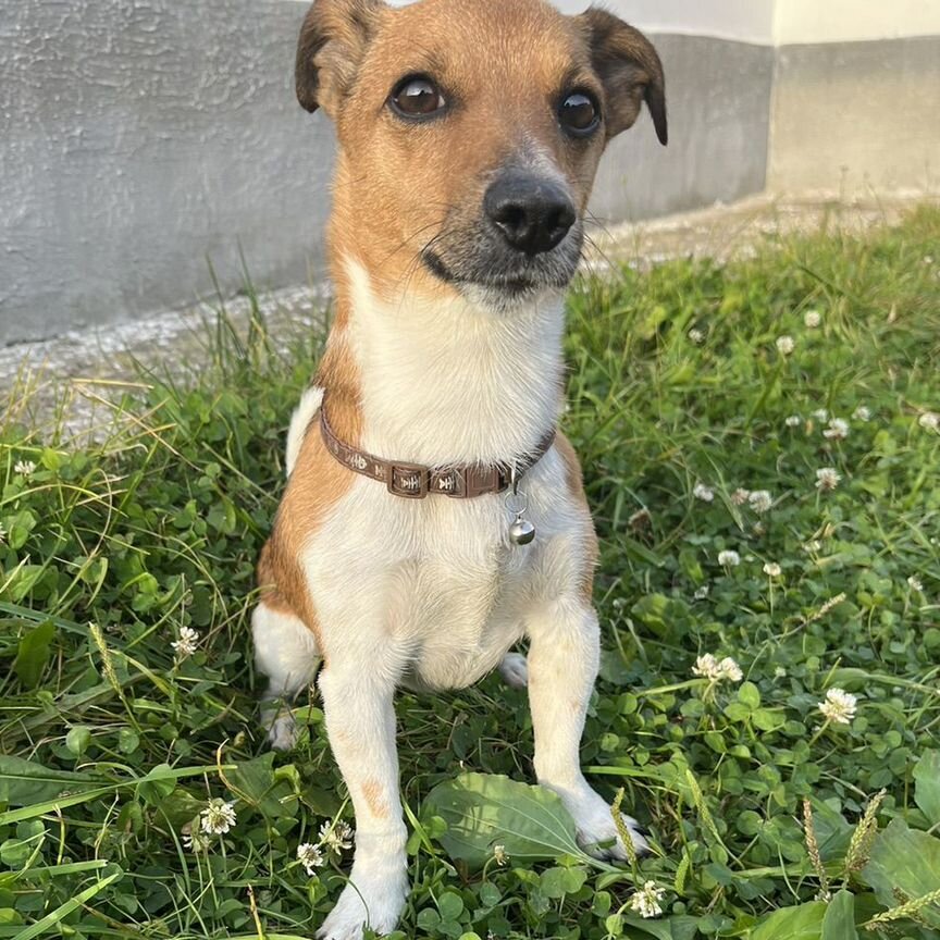 Вязка Джек рассел терьер