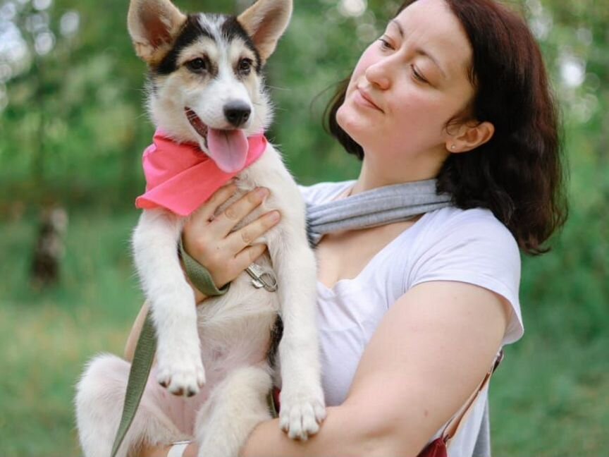 Щенок попала в приют, ищет дом