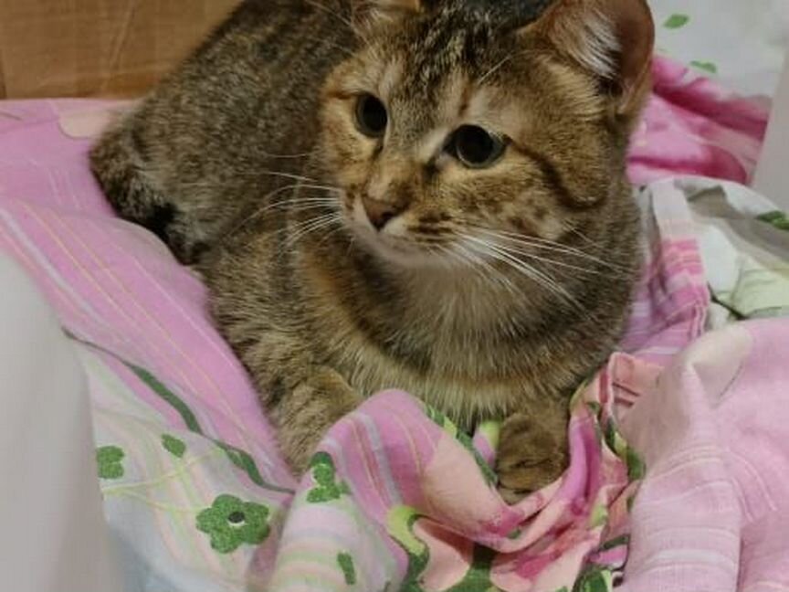 Котенок девочка в добрые руки