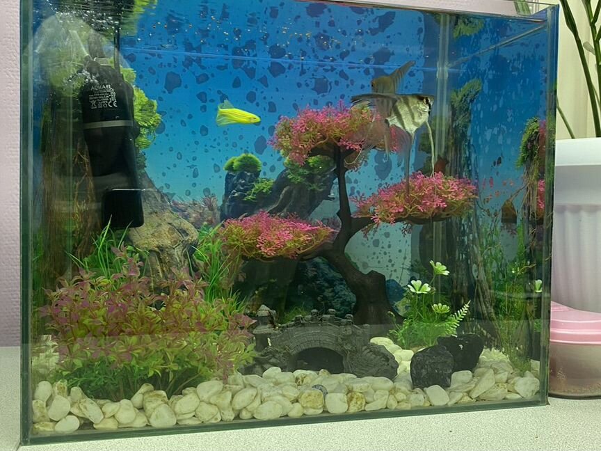 Аквариум с рыбками