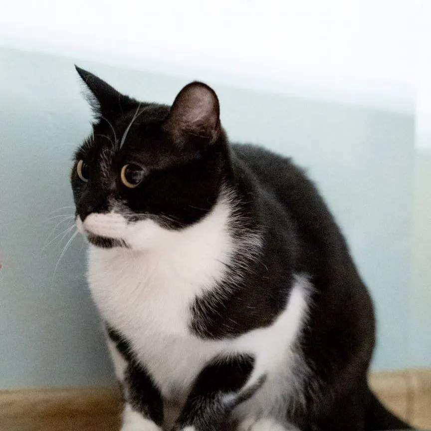Кошечка 1,5 года ищет дом