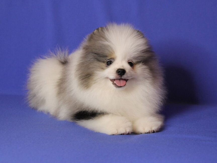 Шпиц, бело-мраморный, редкий красавчик