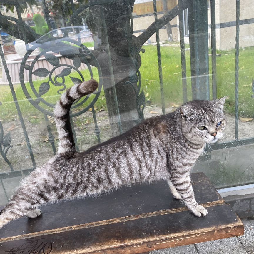 Кошка в добрые руки