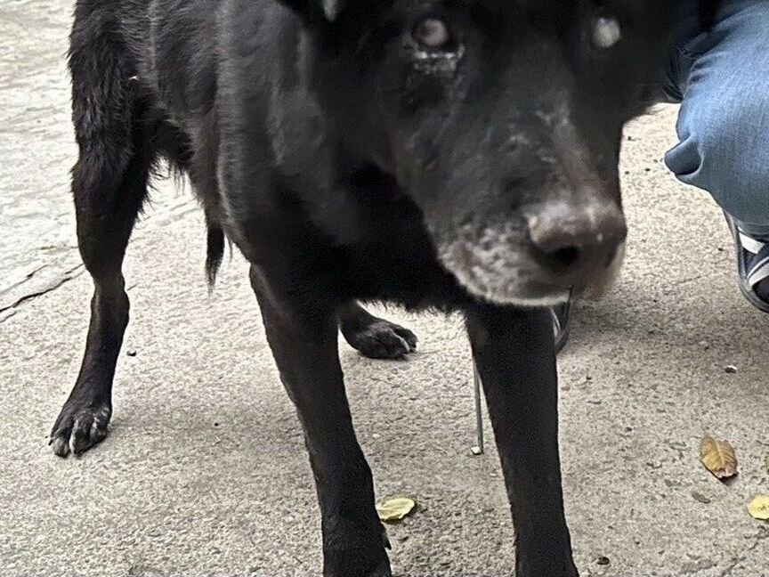 Доброму слепому песику нужен дом/передержка