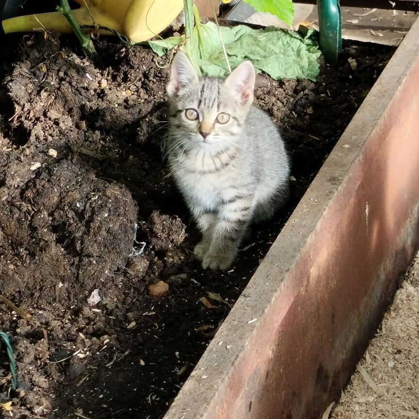 Пристраиваются котята