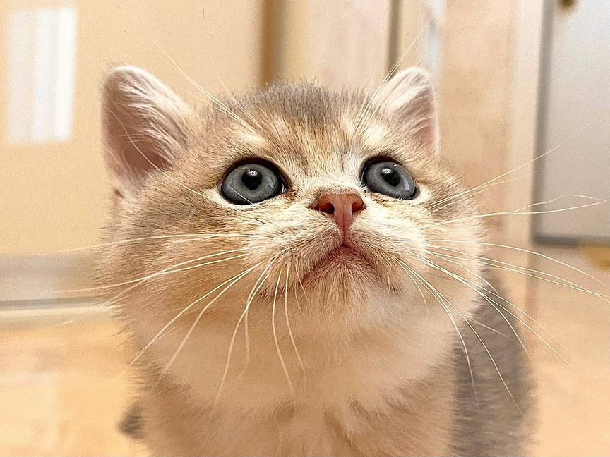 Золотой Плюшевый Красивый котик 2,5 мес