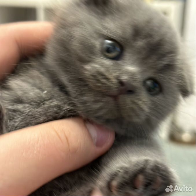Шотланский вислоухий котенок