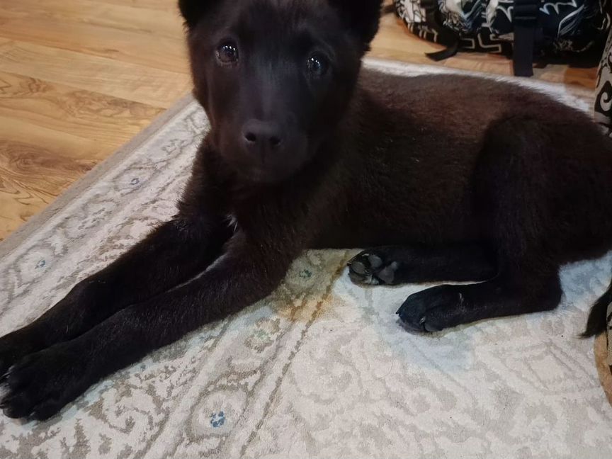 Щенок девочка черная