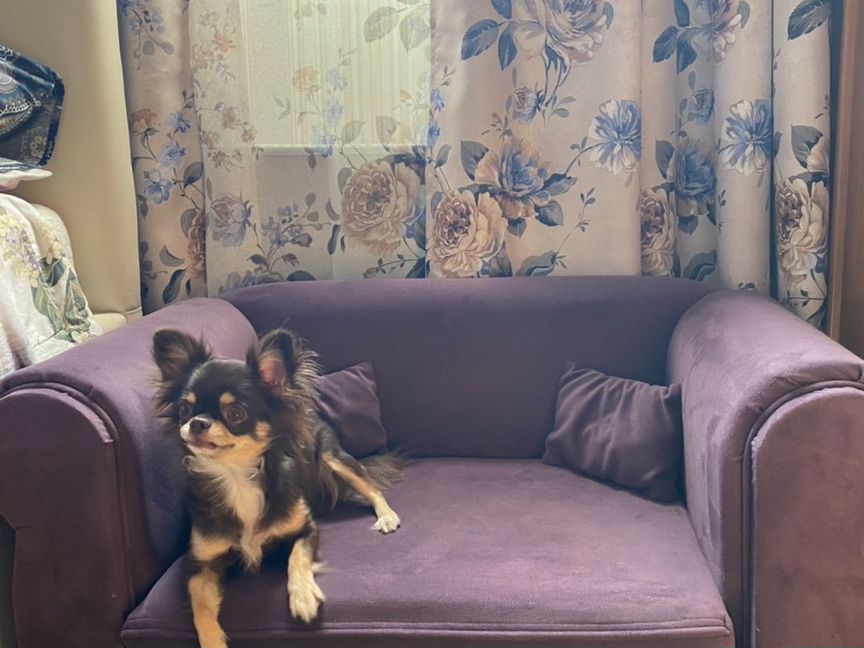 Диван бу для собак