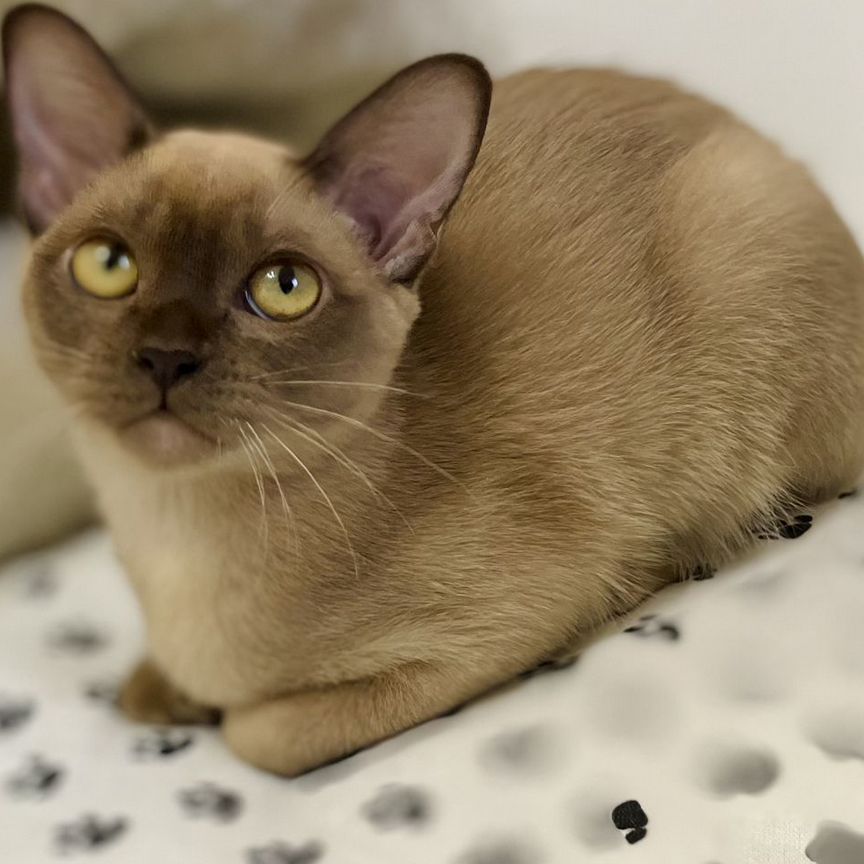 Европейский бурманский котёнок