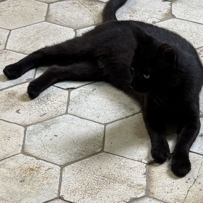 Великолепная Багира