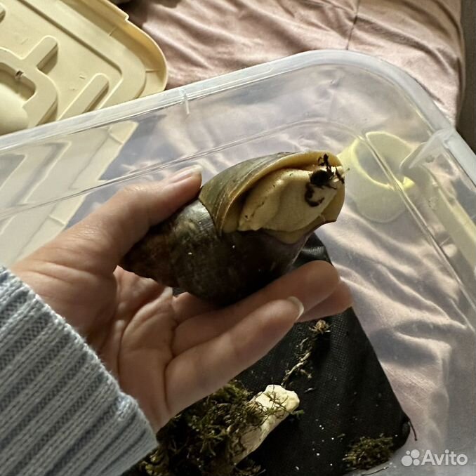 Улитки ахатины альбиносы