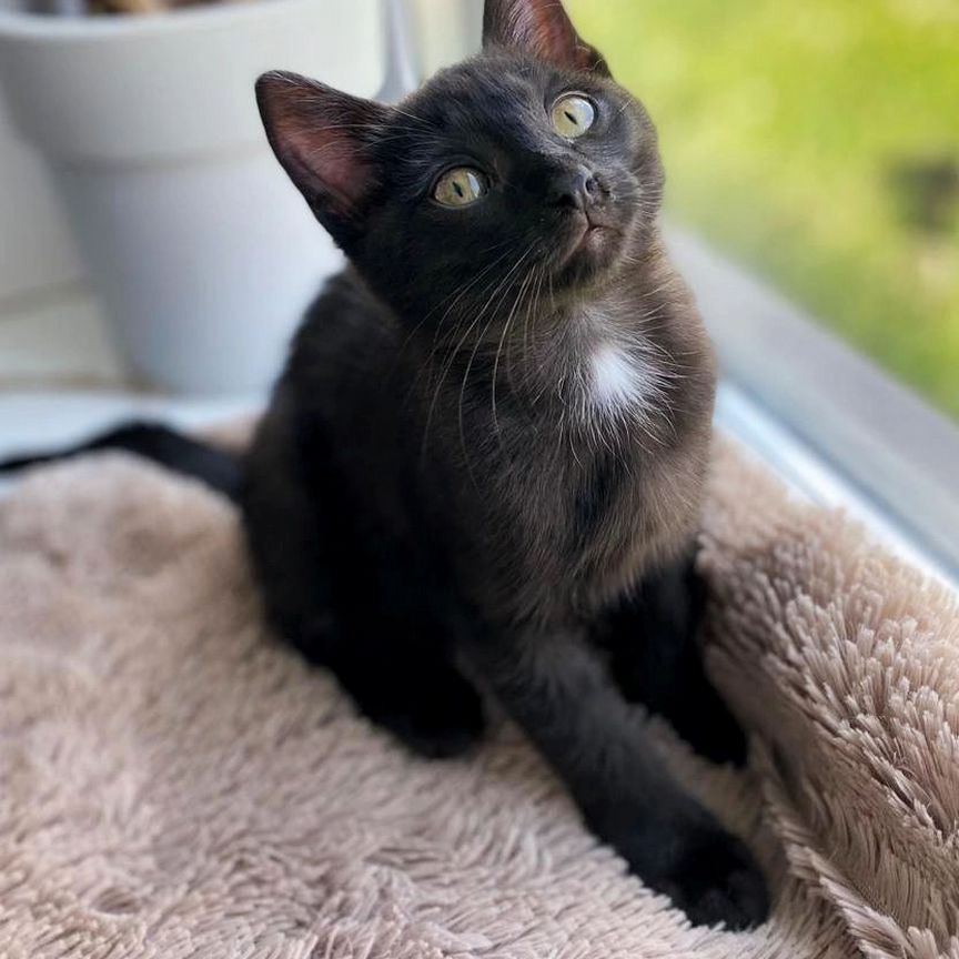 Котенок девочка