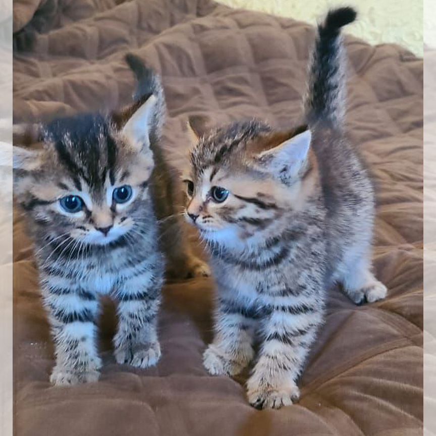 Сибирские котята