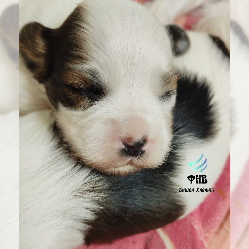 Гаванский бишон, щенок