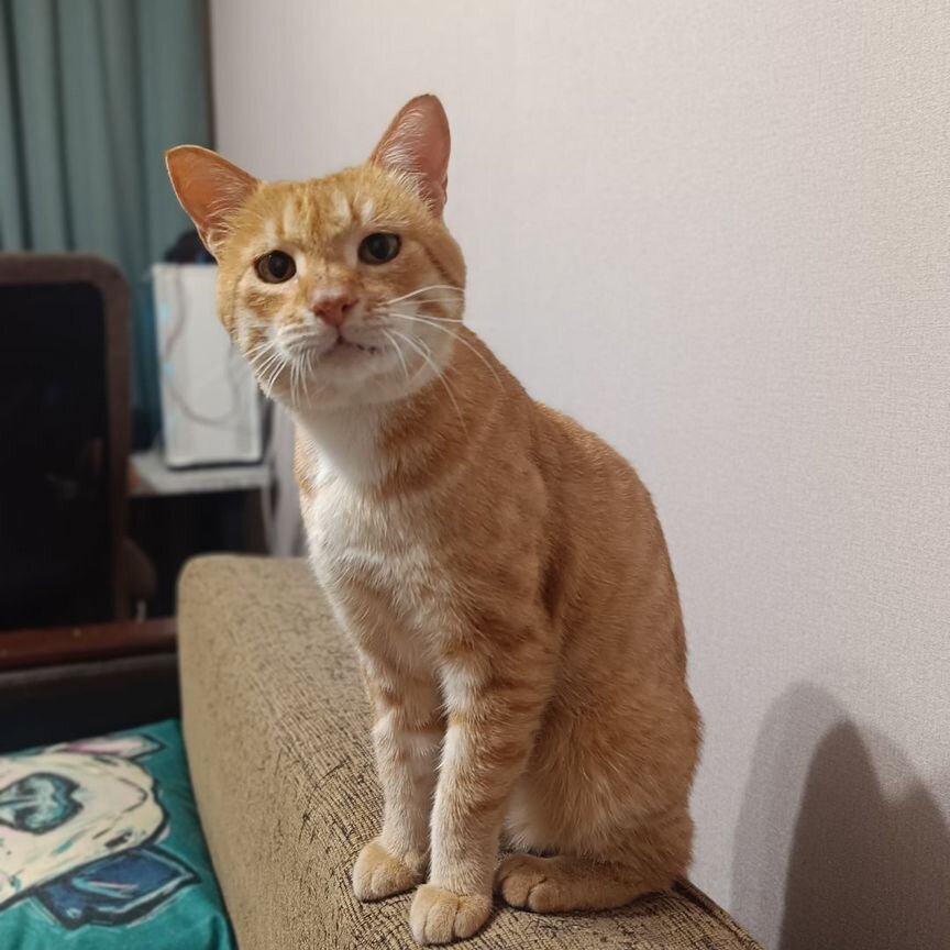 Рыжий Кот