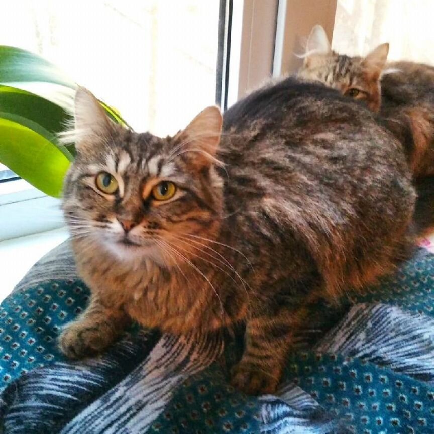 Кошечки в добрые руки