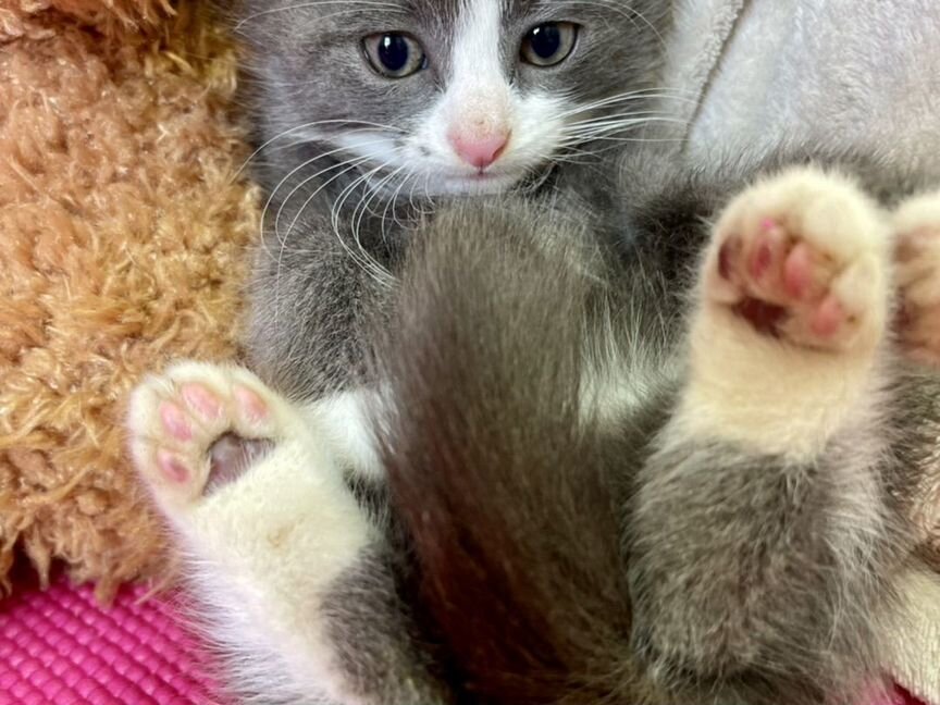Котенок, котик 3 мес
