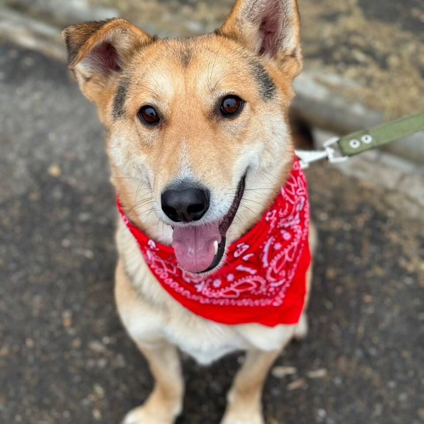 Рыжий красавиц недавно попал в приют и ему грустно