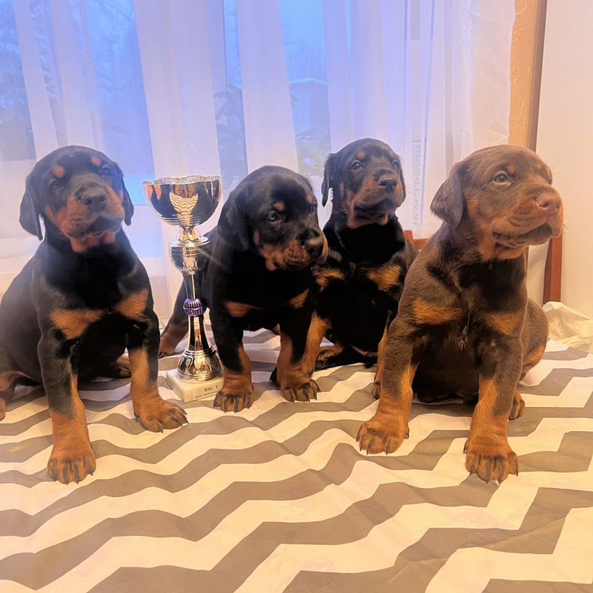 Щенки добермана