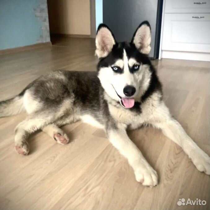 Найден мальчик Сибирский хаски