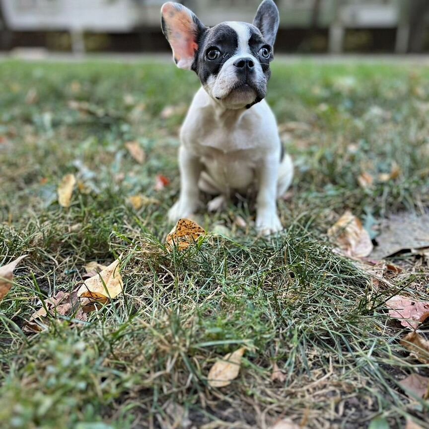 Французский бульдог бело голубая