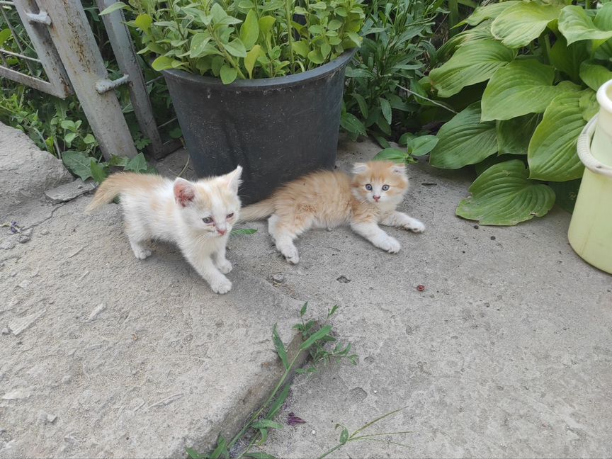 Кошки в добрые руки