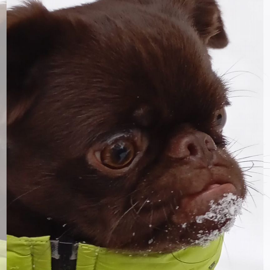 Шоколадный пти брабансон