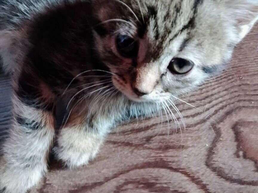 Отдадим в хорошие руки