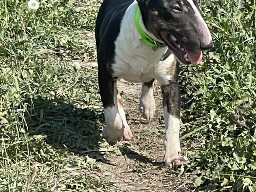 Миниатюрный бультерьер бесплатно