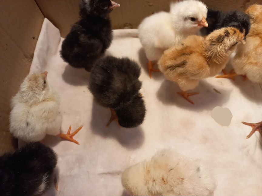 Цыплята несушки домашние