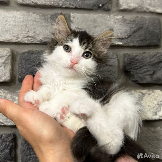 Котик мальчик бесплатно