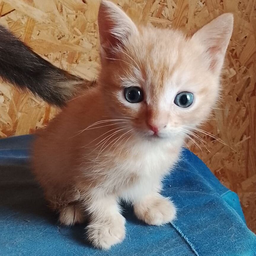 Сибирский котёнок