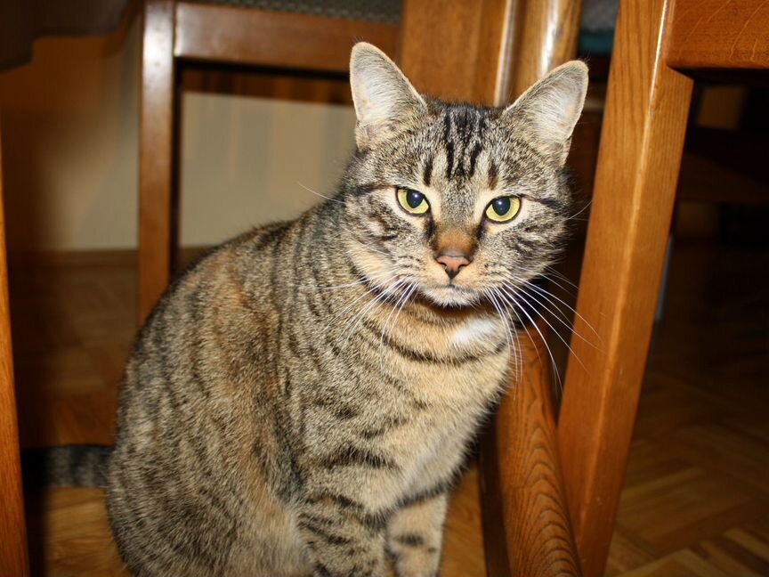Кот Мишка